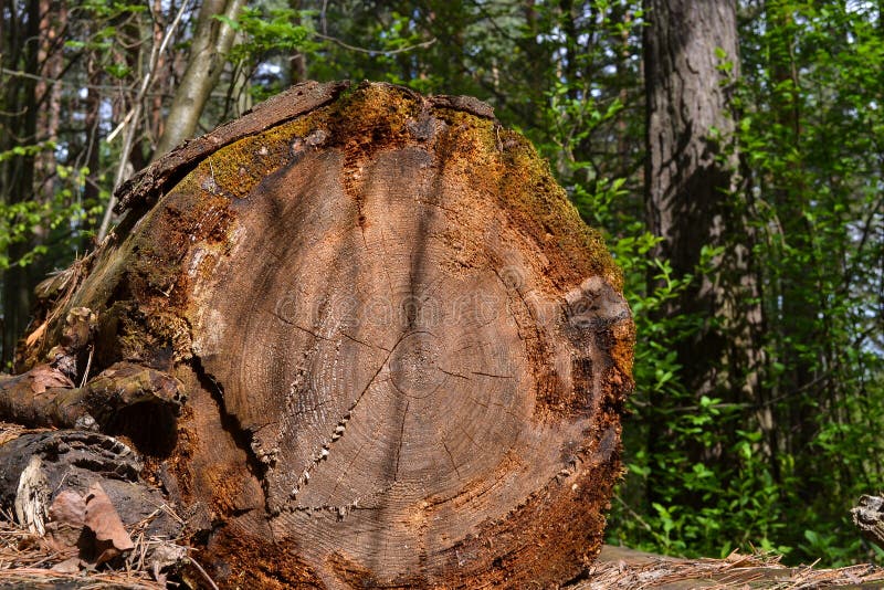 Old Logs Felled Large Trees, Forgotten in the Woods Stock Image - Image ...