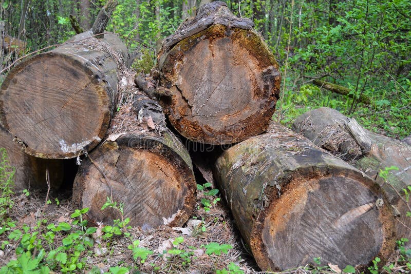 Old Logs Felled Large Trees, Forgotten in the Woods Stock Image - Image ...