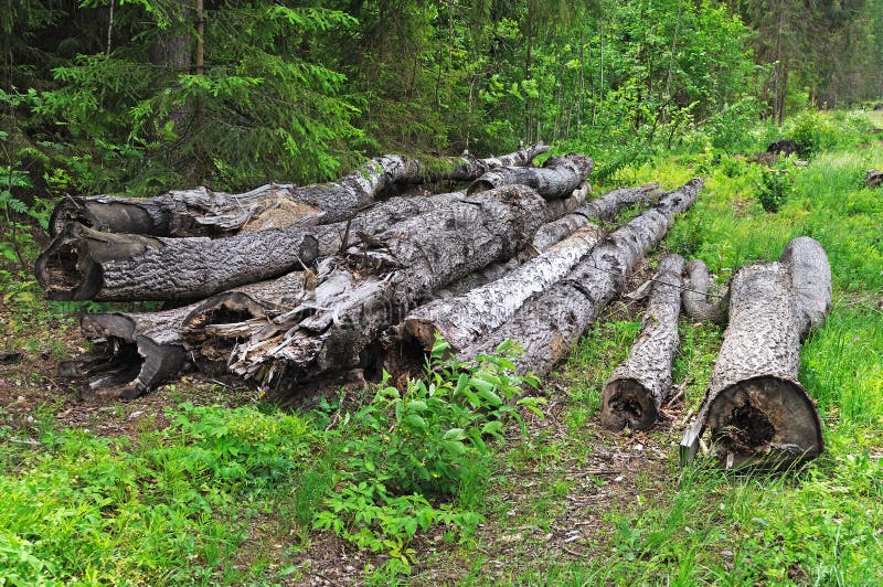 Old logs in the forest stock photo. Image of calm, bark - 20010858