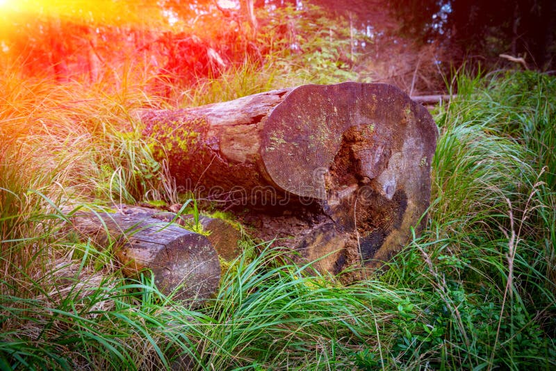 Old logs in green grass stock image. Image of bark, sunny - 134212629