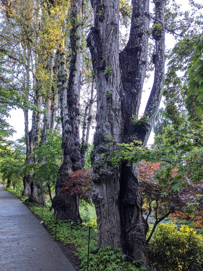 Old Lombardy Poplar Trees at the Butchart Gardens Editorial Image ...