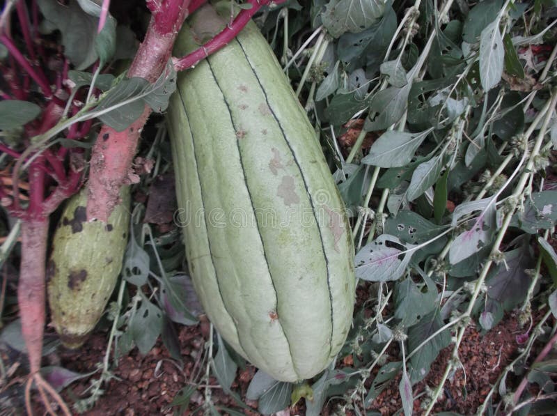 Old loofah stock photo. Image of agricultural, products - 60694802