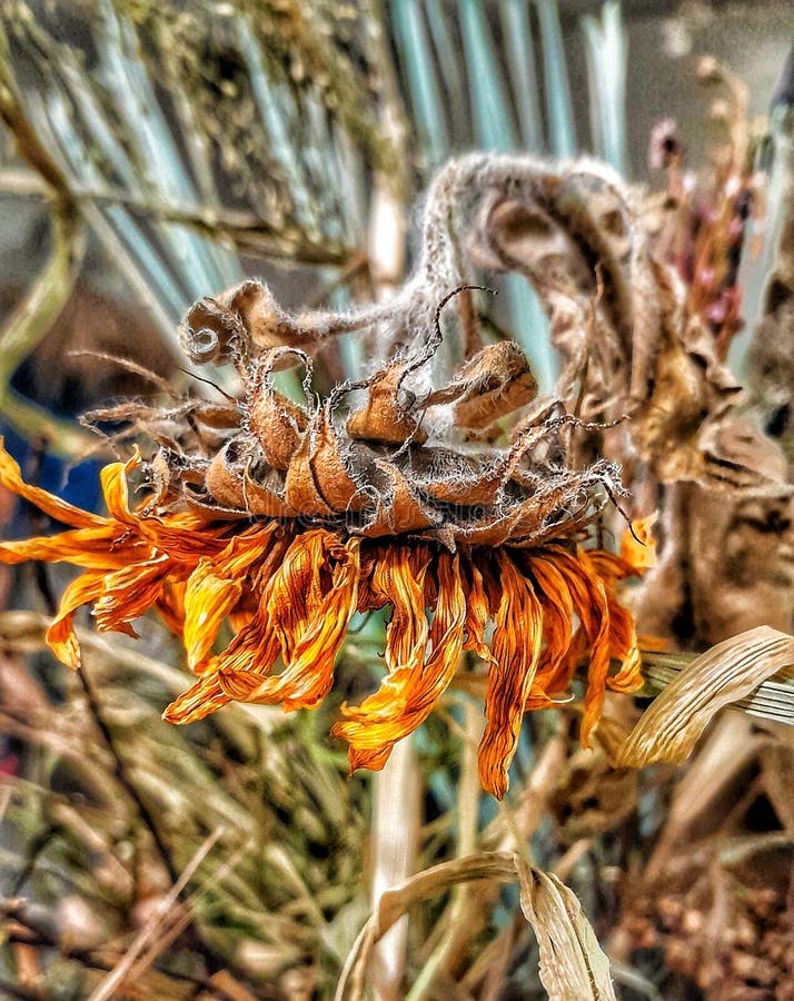 Old Look Down Rose Orange Paper Stock Image - Image of orange, look ...