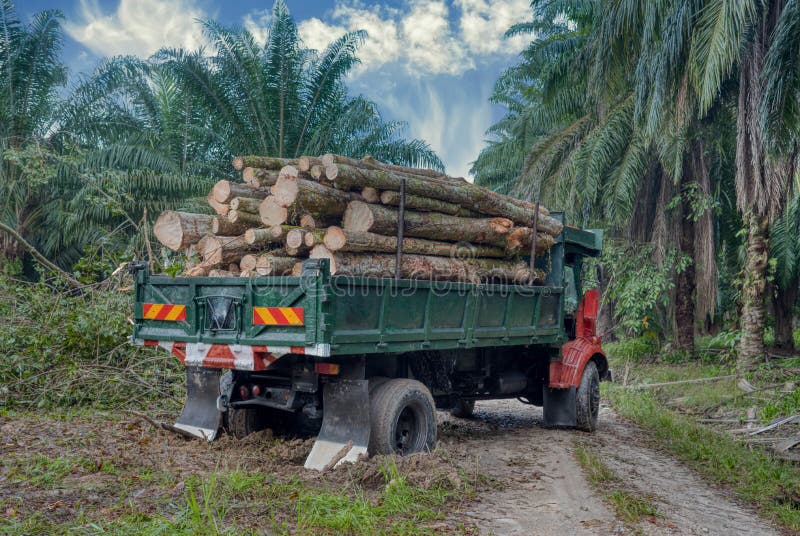 Old Lorry Carrying Load of Rubber Logs or Woods To Be Transported To ...