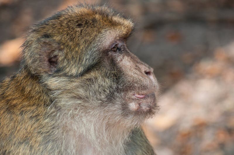 Old macaque in the forest stock image. Image of closeup - 124498053