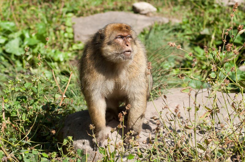 Macaque Standing and Watching in the Middle of the Borneo Rainforest ...