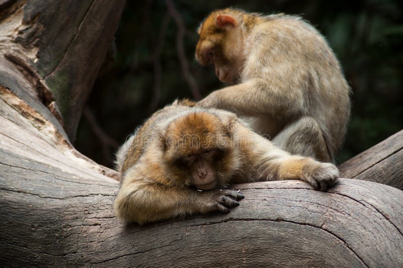 Old Macaque Withdrawing the Lice in the Forest Stock Photo - Image of ...