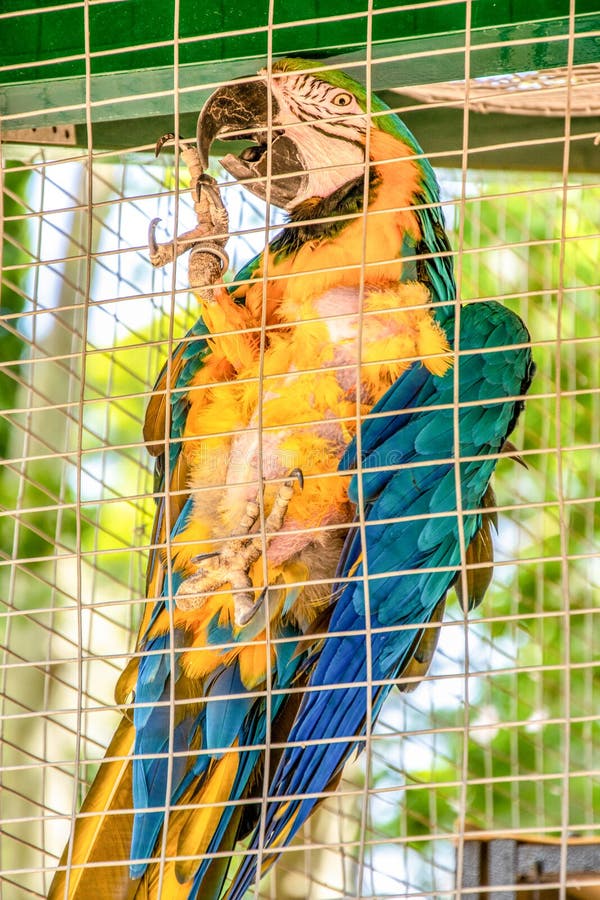 Old Macaw stock image. Image of poor, lived, tropical - 157097671