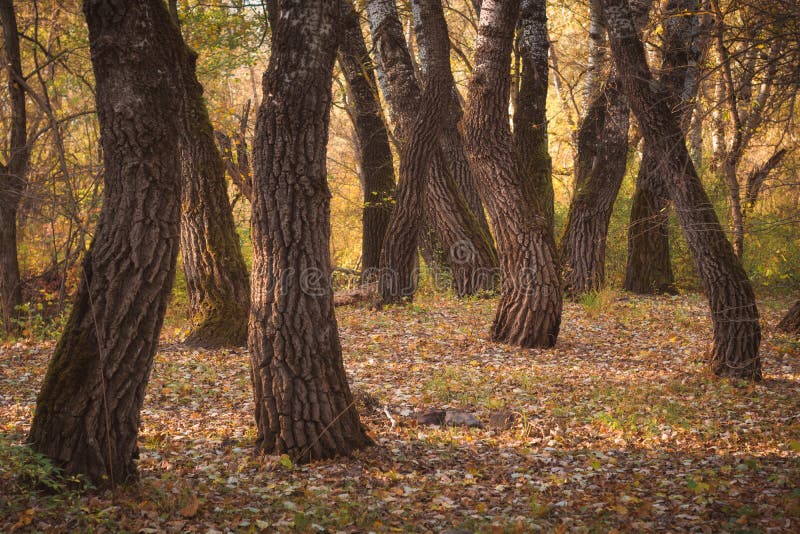 Old magic trees stock image. Image of landscape, sunrise - 172856261