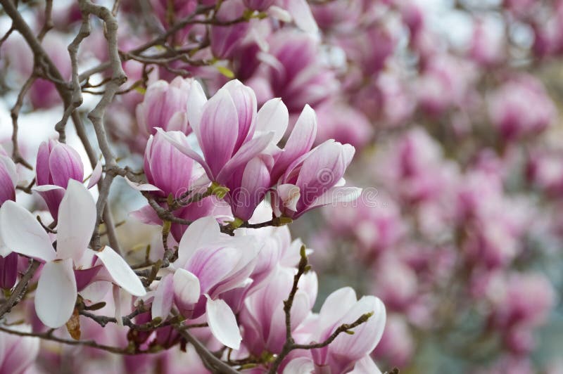 Old Magnolia Tree Full of Flowers Stock Image - Image of delicate ...