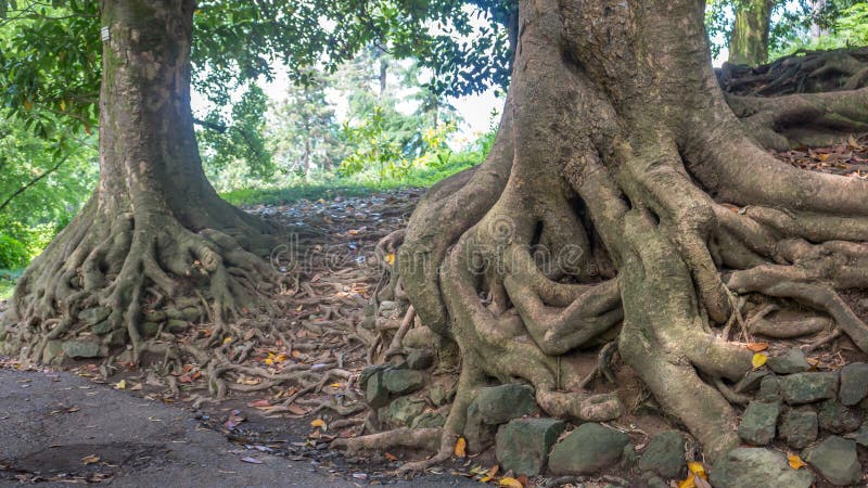 Old Magnolia Tree Roots, Adjara, Georgia Stock Photo - Image of wood ...