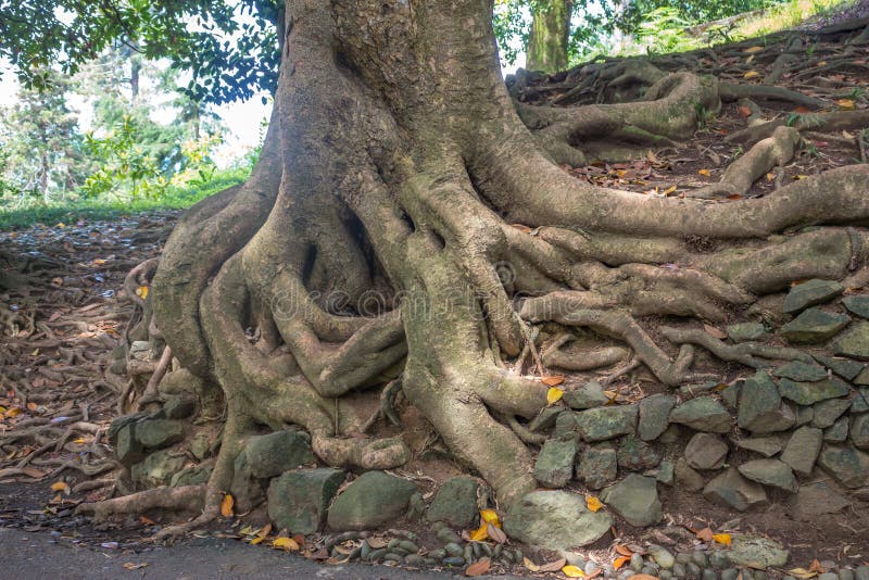 Old Magnolia Tree Roots, Adjara, Georgia Stock Image - Image of nature ...