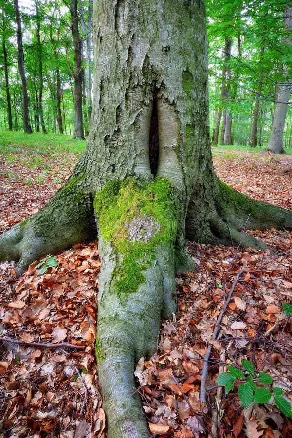 Old Majestic Stately Beech Tree Stock Photos - Free & Royalty-Free ...