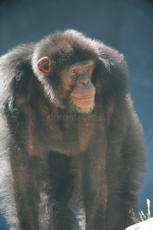 Old male chimpanzee stock image. Image of animal, mouth - 13195109