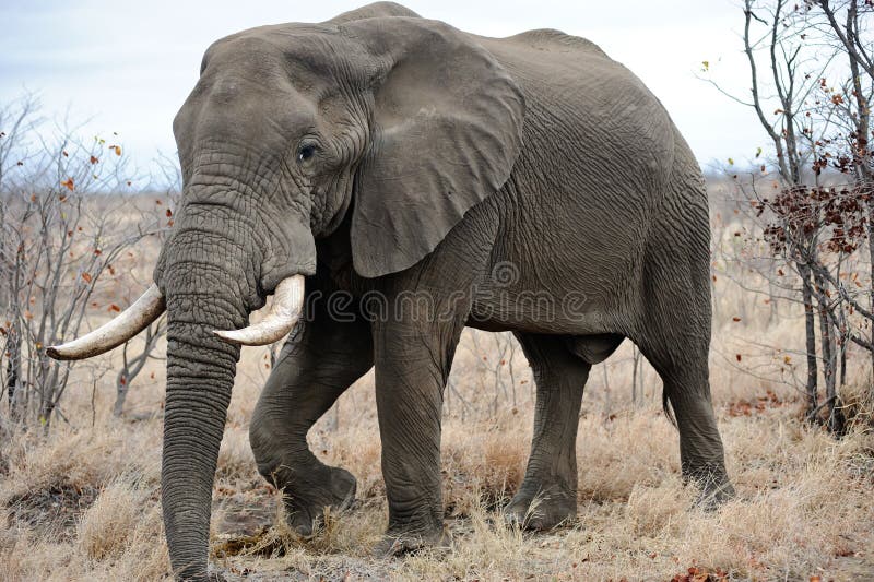 Old male Elephant stock photo. Image of loxodonta, huge - 16625280