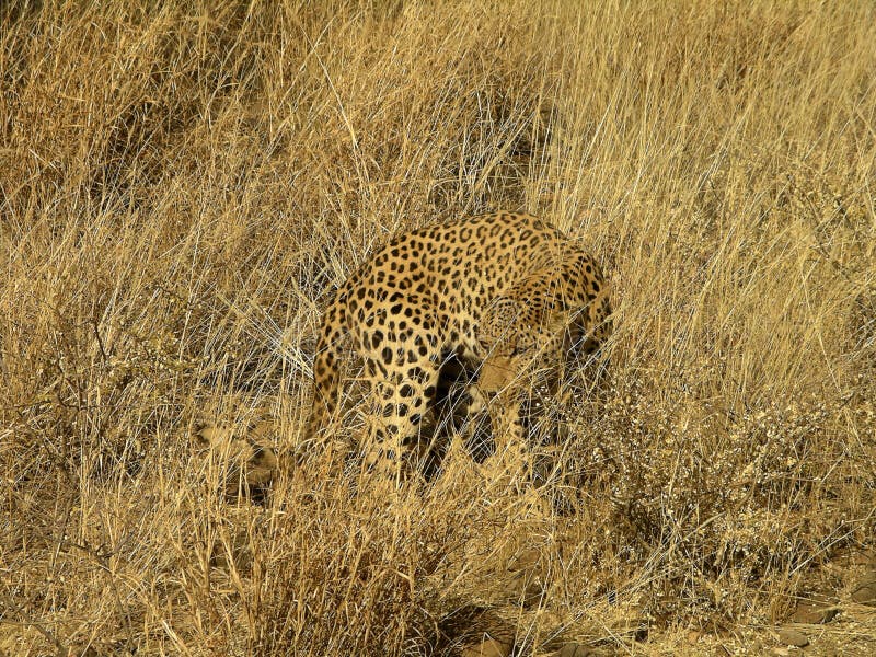 Southern african animals stock image. Image of fauna - 30244013