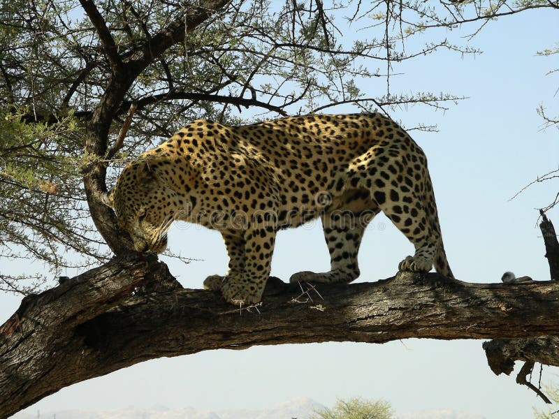 Southern african animals stock image. Image of game, snout - 30244127