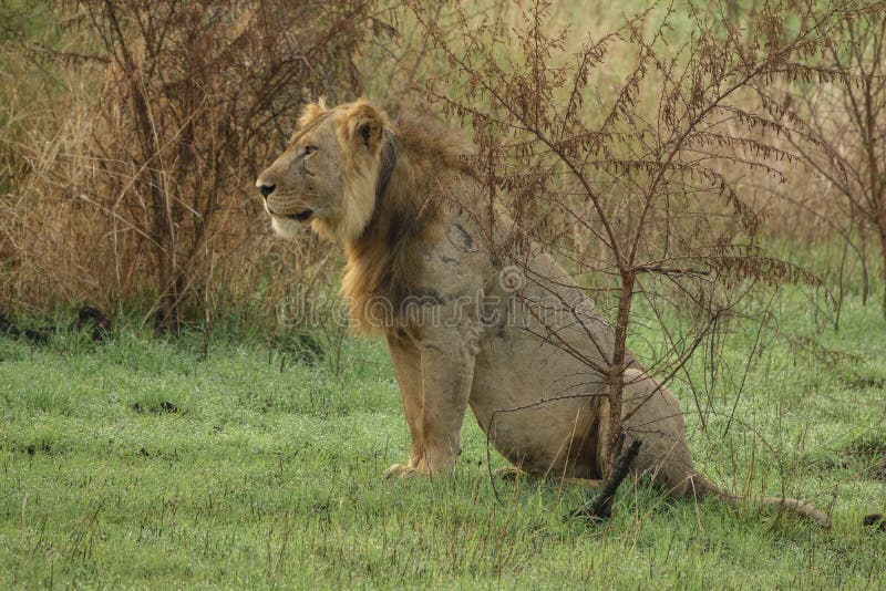 Old Male Lion with Scars Sit in the Grass Stock Image - Image of uganda ...