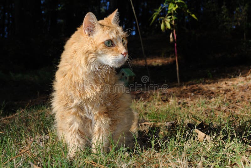 Old Male Orange Cat stock image. Image of attentive, comfortable - 16900365