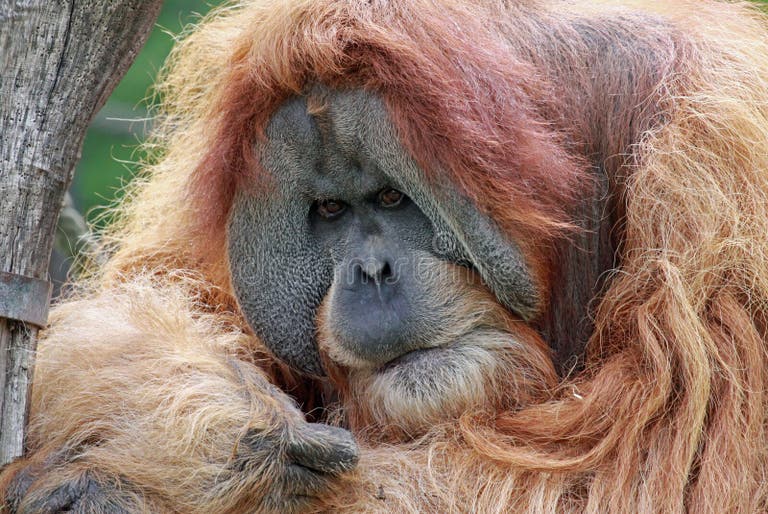 Old male Orangutan 02 stock photo. Image of captive, boring - 26197244