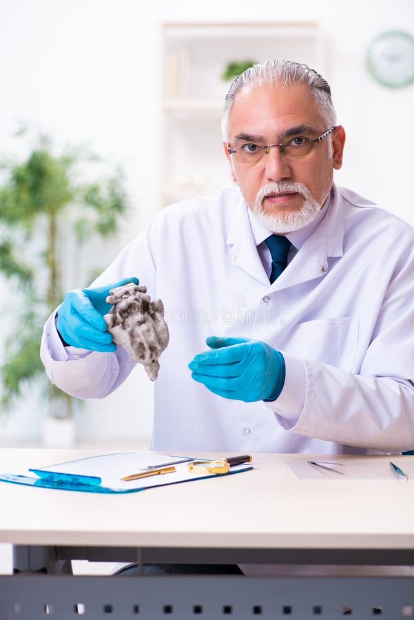 Old Senior Paleontologist Working in the Lab Stock Image - Image of ...