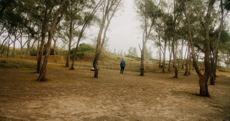 Old Man Contemplating a Beautiful Day among Trees Stock Photo - Image ...