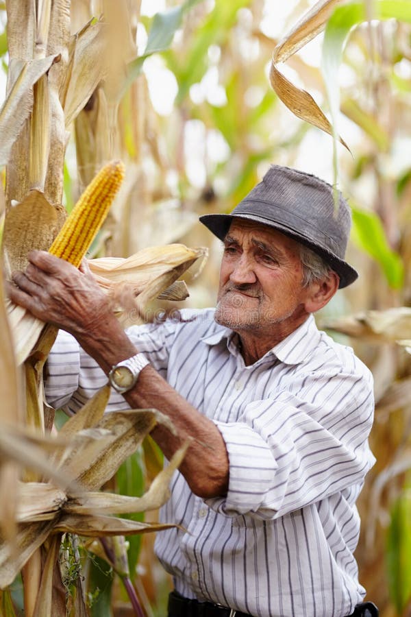 Old man at corn harvest stock photo. Image of countryside - 36440714