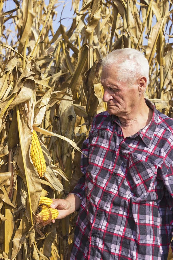 Old man harvesting corn stock image. Image of closeup - 34491813