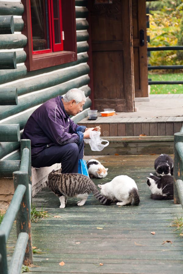 Old Man Feeding the Stray Cats in the Park Editorial Image - Image of ...
