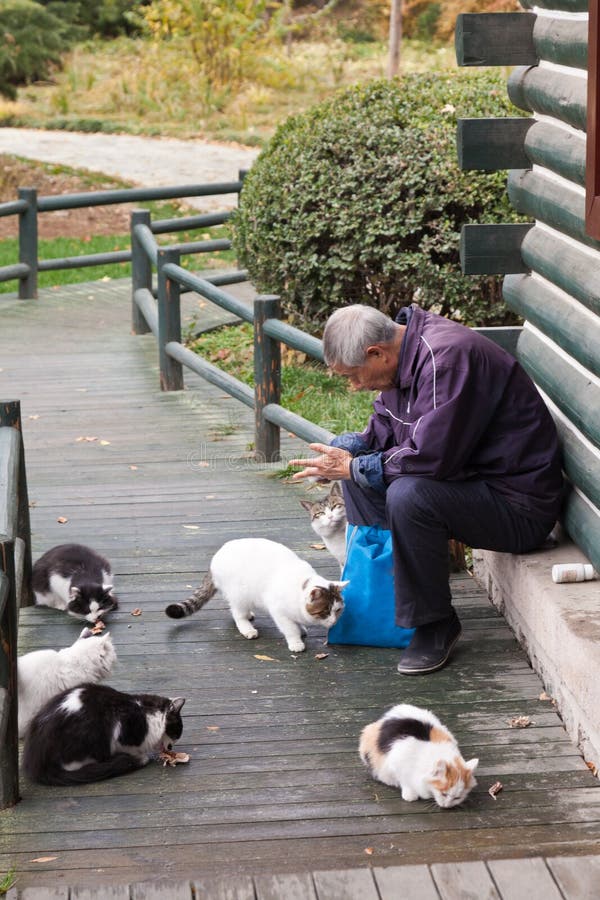 Old Man Feeding the Stray Cats in the Park Editorial Stock Photo ...