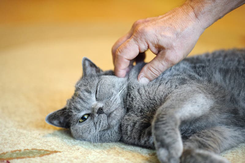 Old Man Hand Stroking British Shorthair Cat Stock Image - Image of ...