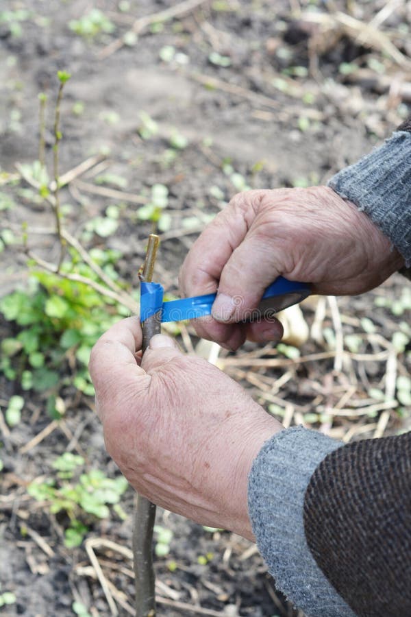 Old Man Hands Grafting Fruit Tree. Step by Step. Grafting Trees - How ...