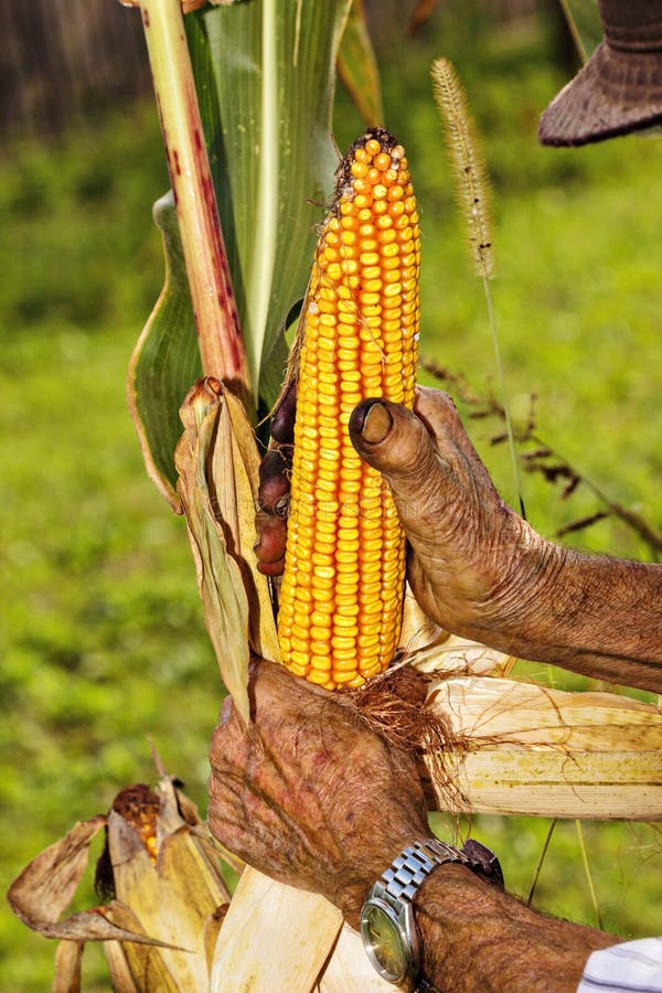 Old man harvesting corn stock image. Image of grandfather - 34491813