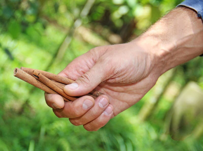 Old Man Holding Cinnamon in a Hand Stock Photo - Image of condiment ...