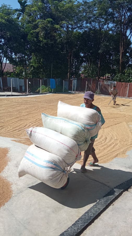 Old Man Move the Rice Bag from the Mill Editorial Stock Photo - Image ...