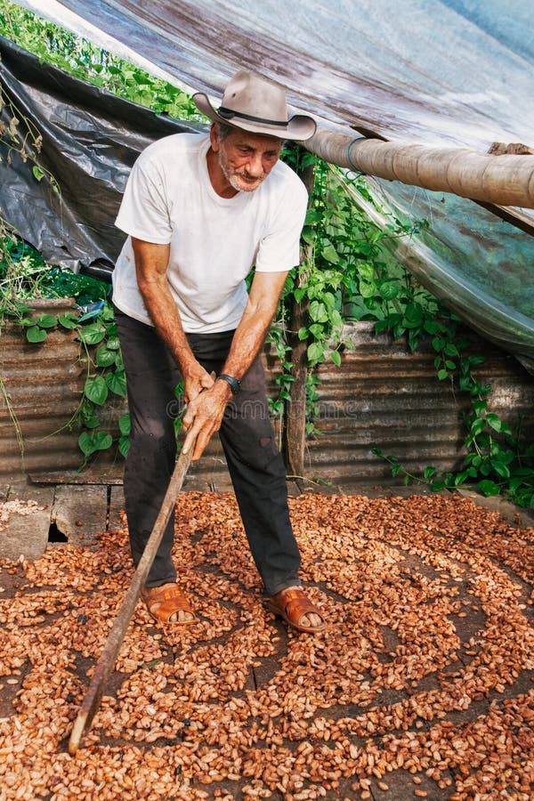 Old Man Moving Cocoa Beans To Dry Stock Photo - Image of agriculture ...