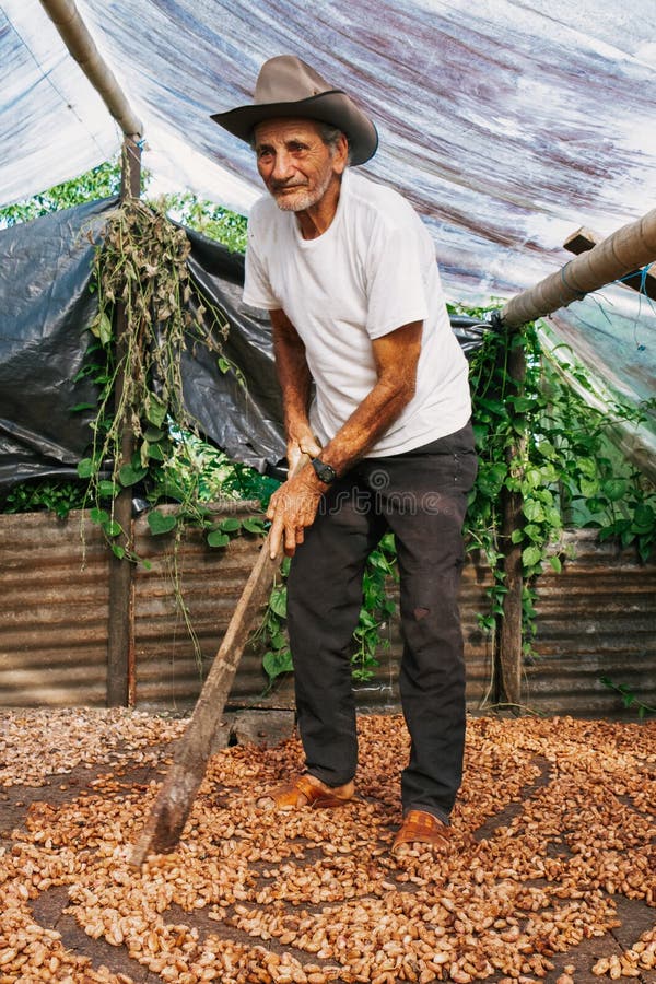 Old Man Moving Cocoa Beans To Dry Stock Photo - Image of background ...