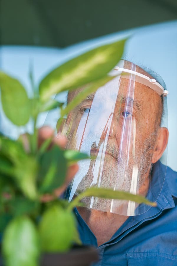 Old Man with Protective Visor Touching a Leaf of a Plant Stock Photo ...