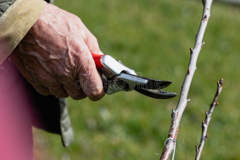 Old Man Pruning Fruit Cherry Branches Early Spring Stock Photos - Free ...