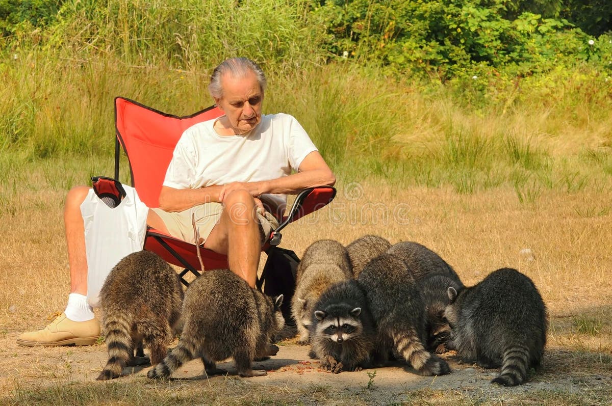 Raccoons Care Stock Photos - Free & Royalty-Free Stock Photos from ...