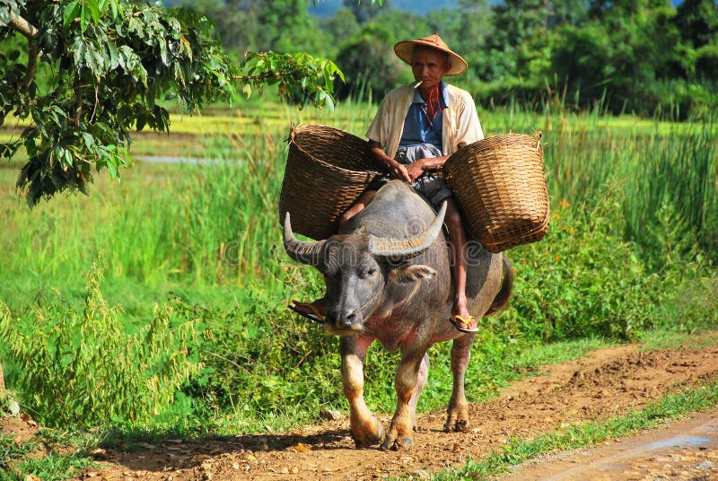 Old man riding a buffalo editorial image. Image of road - 97211060