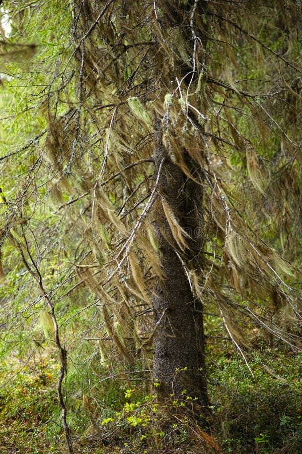 Old man s beard stock image. Image of beard, tree, ecology - 56522755