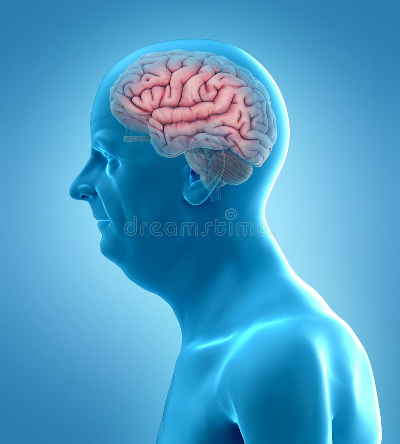 An old manÂ´s brain stock illustration. Illustration of dementia - 74820005