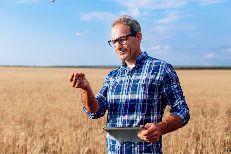 Old Man Smiling in Wheat Field Farmer Stock Photo - Image of portrait ...