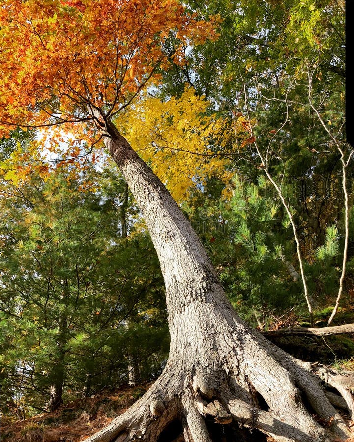 Old man tree in the woods stock image. Image of tree - 241877133