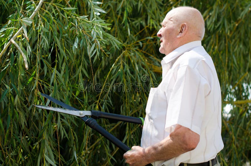 Old man trimming stock photo. Image of season, activity - 37224740