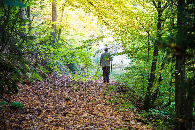 Old Man In Autumn Forest At Sunrise Stock Image - Image of foliage ...