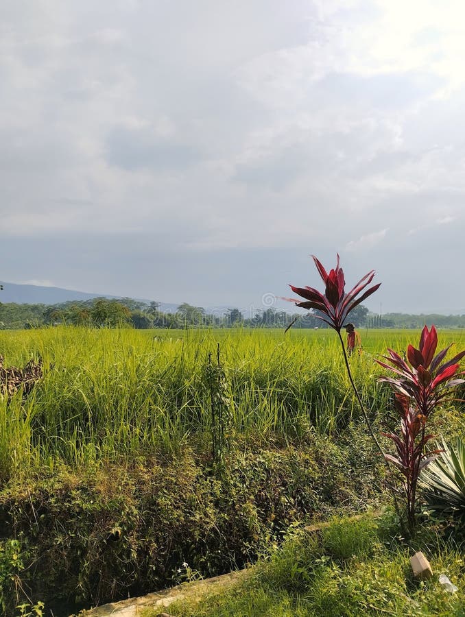 Old Man Walking in the Middle of the Rice Field Stock Photo - Image of ...