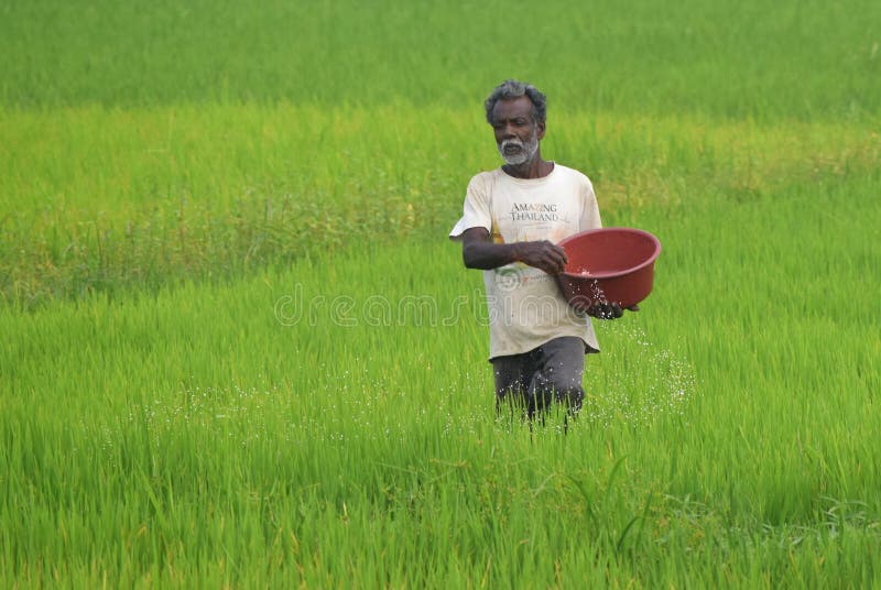 457 Field Man Old Paddy Stock Photos - Free & Royalty-Free Stock Photos ... 457 Field Man Old Paddy Stock Photos - Free & Royalty-Free Stock Photos ...
