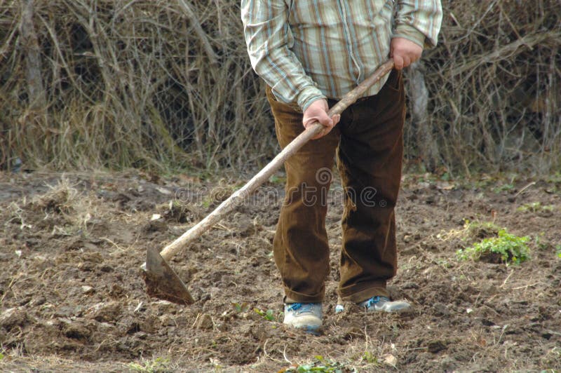 Old Man Work with Hoe Praparing Stock Image - Image of planting, roots ...